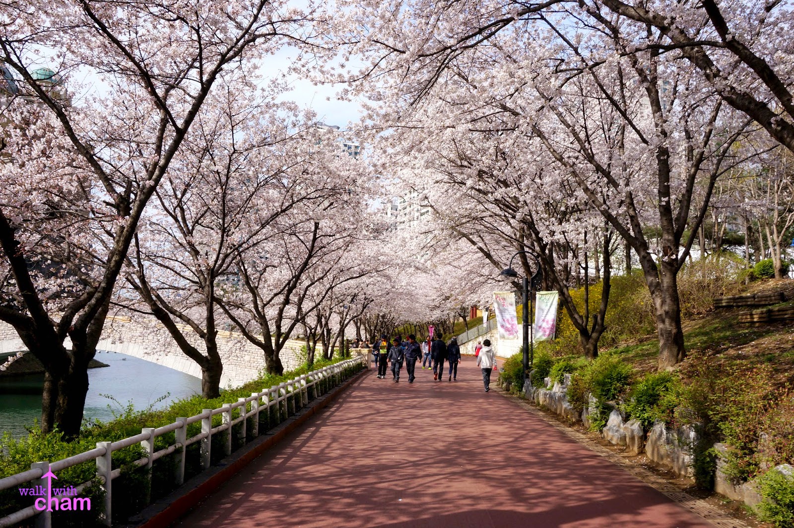 Walk with Cham: Seokchon Lake Jamsil Seoul South Korea