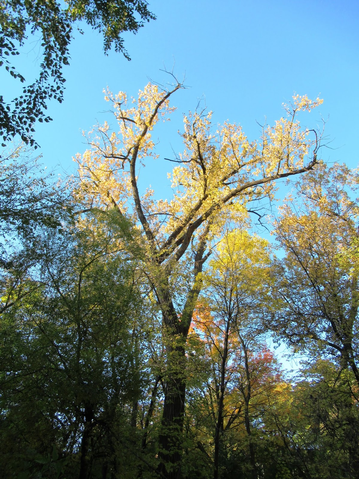 The Wild Reed: The Prayer Tree . . . Aflame