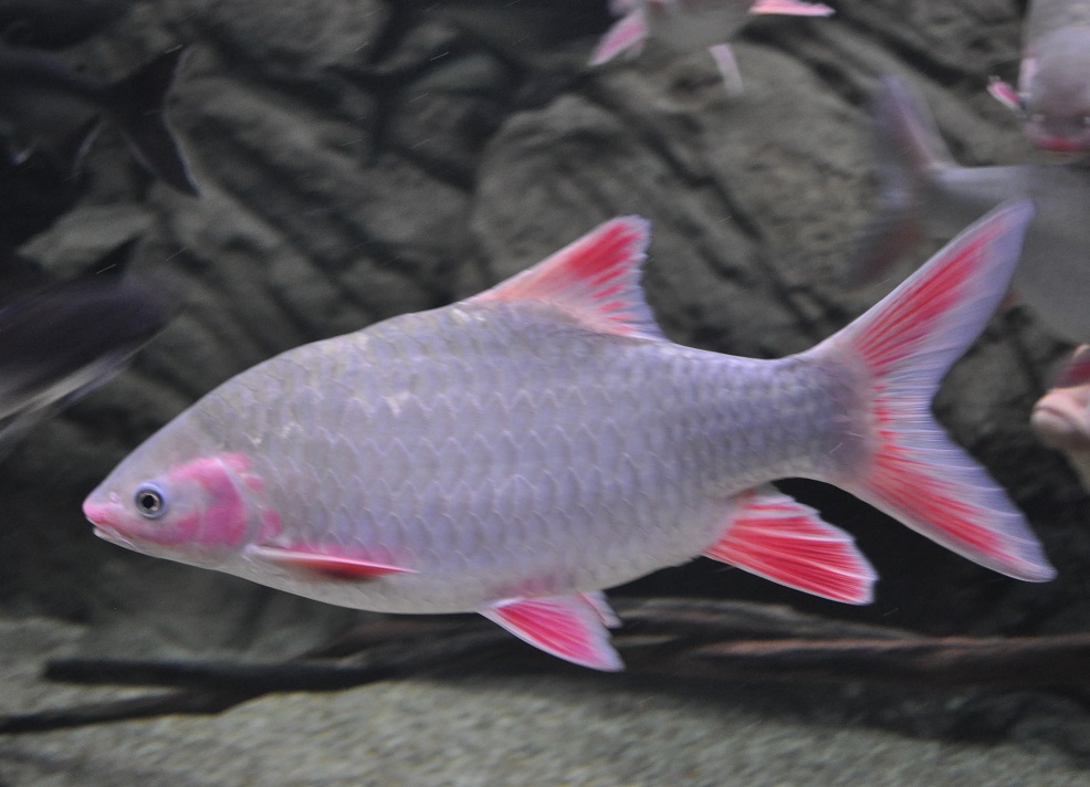 ZOOTOGRAFIANDO (6.100 ANIMALS): CARPA PHOENIX / CHINESE PHOENIX BARB ...