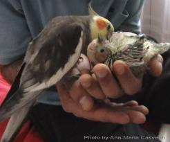 Exotic Birds: Totul despre Nimfe