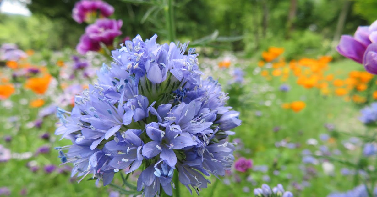 My Little Wildflower Meadow