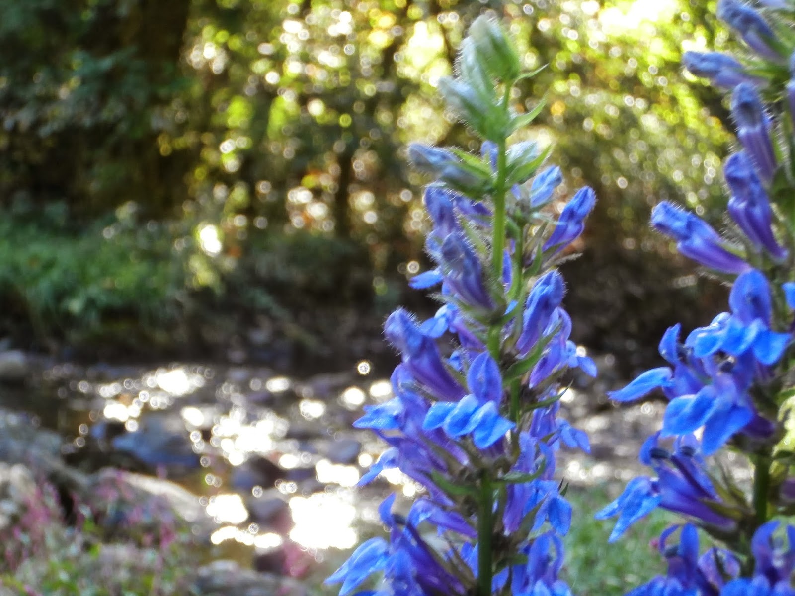 Blue Flowers By Water