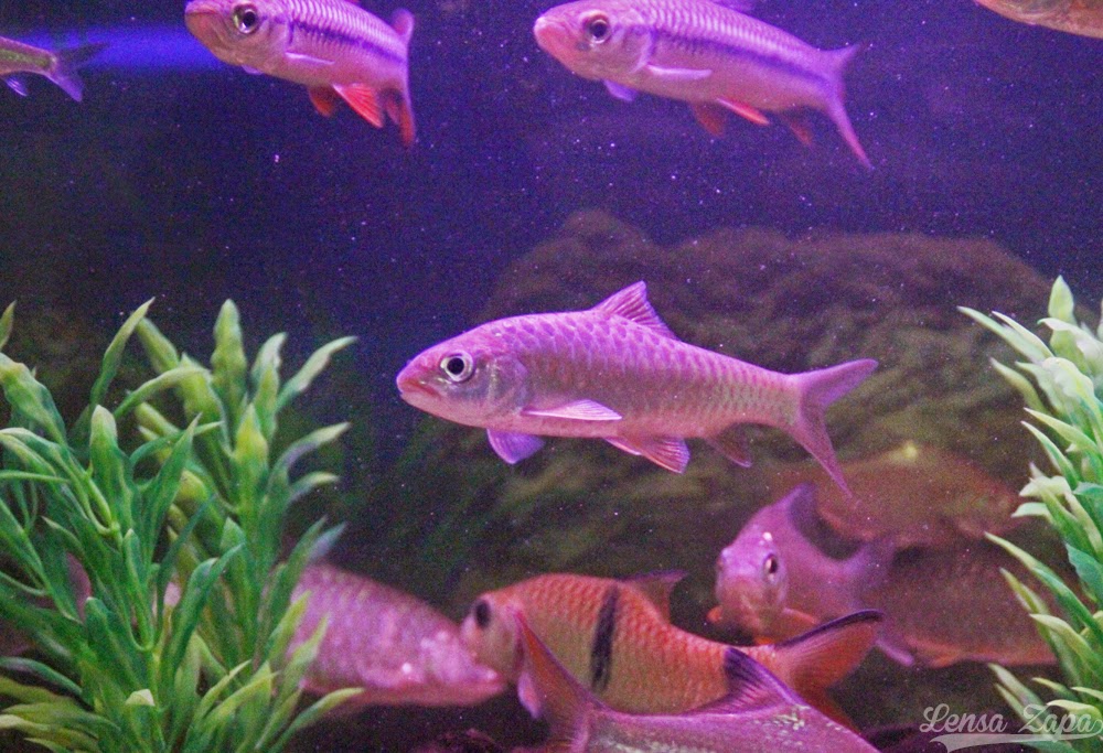 LENSA ZAPA: Ikan Kelah Merah, Sebarau, Jelawat, Krai Emas (Akuarium ...