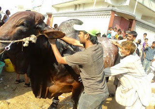 Bakra Mandi 2013,Eid ul Adha,Cow Qurbani,Camel Slaughter,Bakra Eid,Goat ...