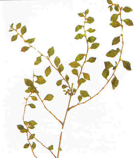 Centro Poblado de Chaca: ESTUDIO ETNOBOTÁNICO DE LAS PLANTAS ...