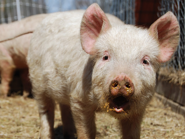 Climbing Tree Farm: Pigs