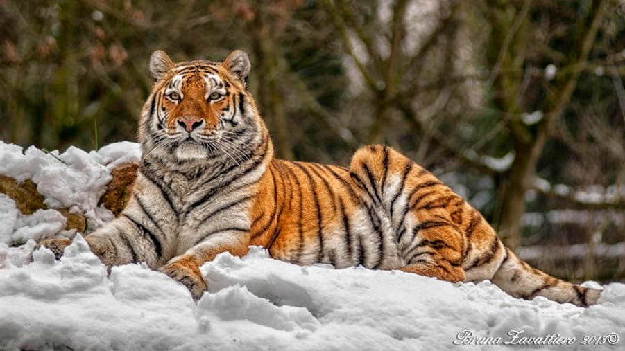 18 Stunning Pictures of Siberian Tigers Chilling Out in Snow - Best ...