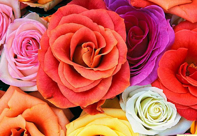 Our Top Awesome Facts About Roses - Green Plant Addict