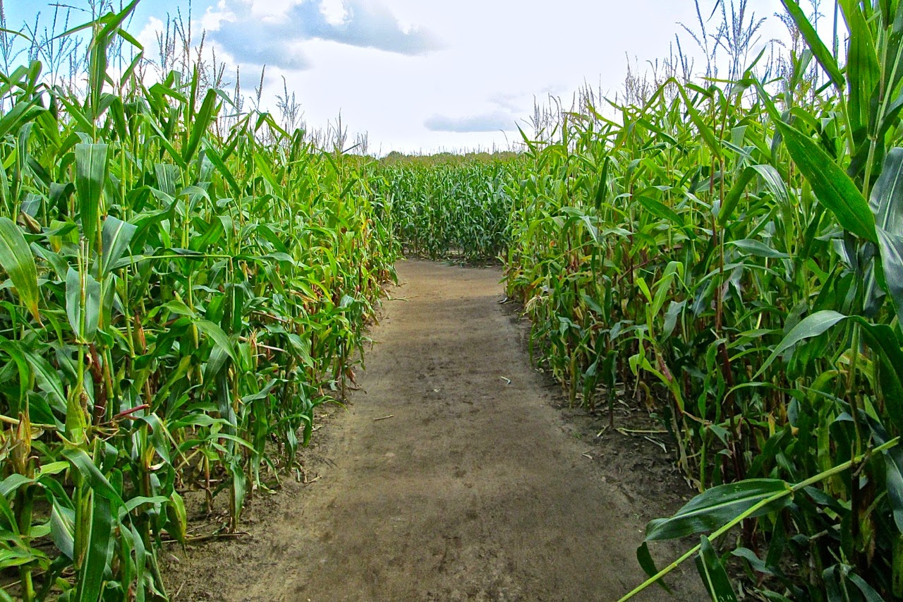 Everyday Adventures: The Amazing Maize Maze - Ever Changing Scenery
