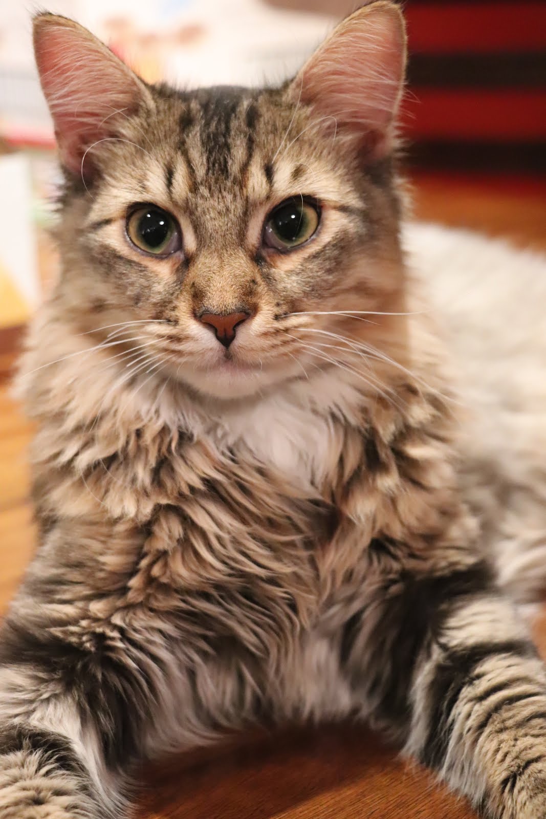 Jasper McKitten-Cat: Handsome Aslan