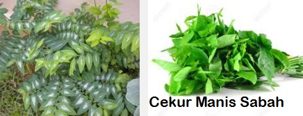 Anim Agro Technology: KHASIAT HERBA - CEKUR MANIS