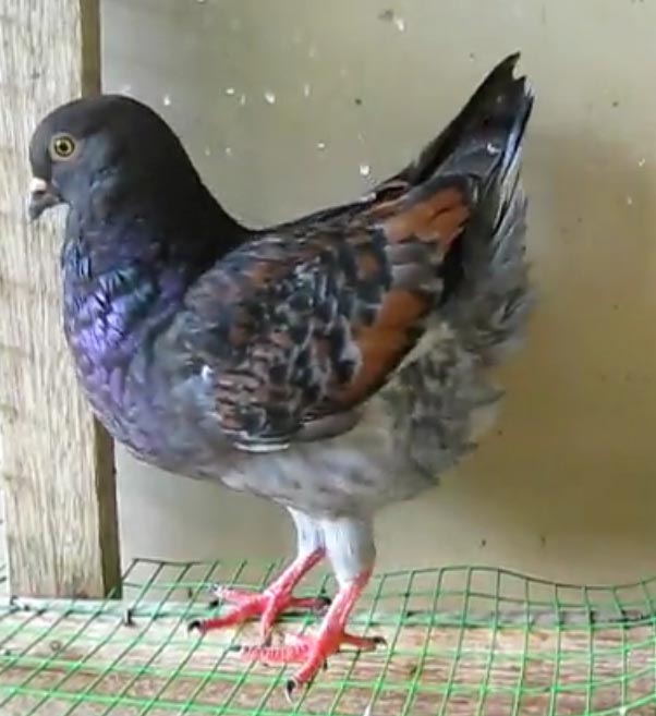 Create And Develop Successful Businesses Through Farm Ideas.: Modena