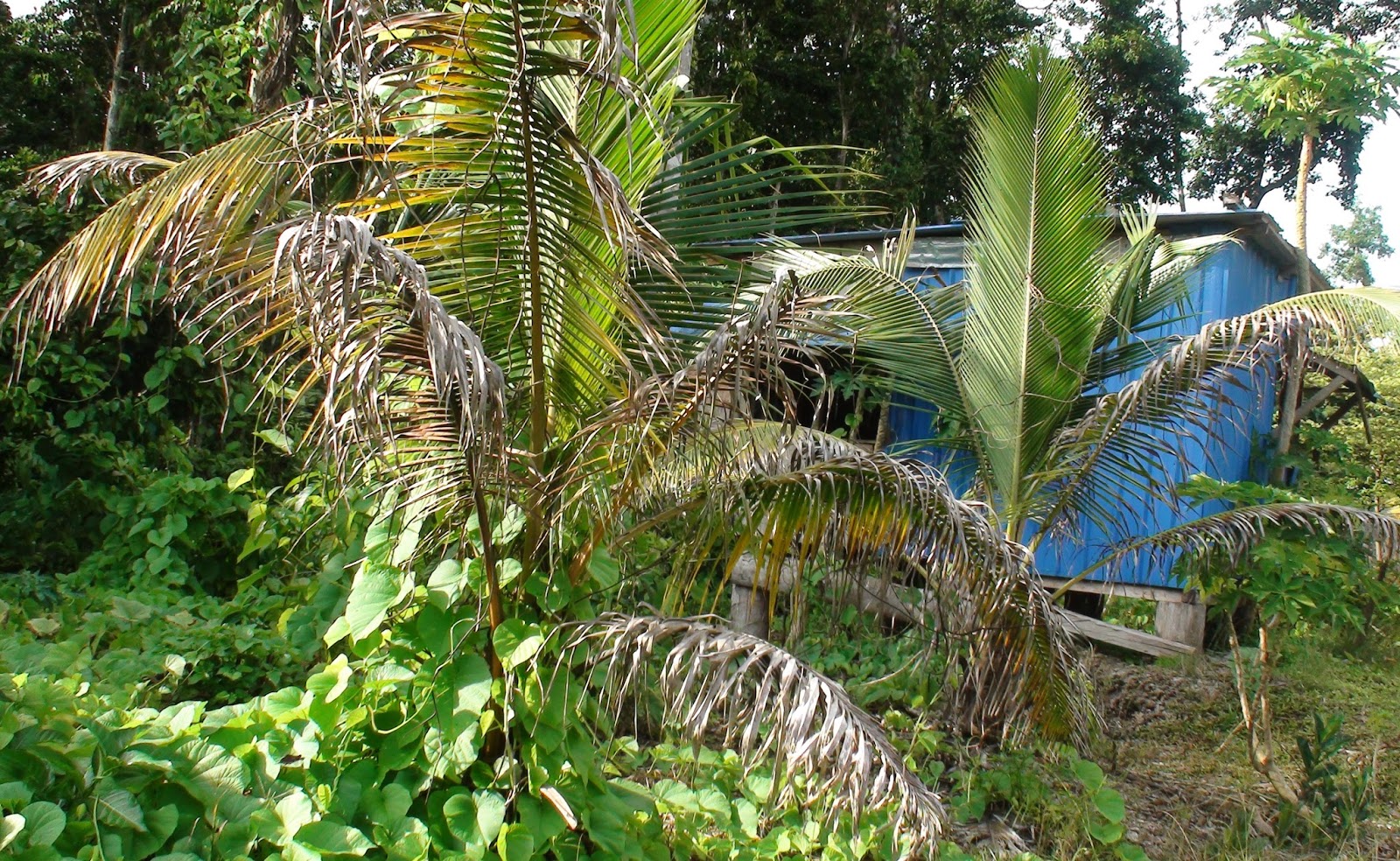 Coconut planting material for the Pacific region: Sourcing planting ...