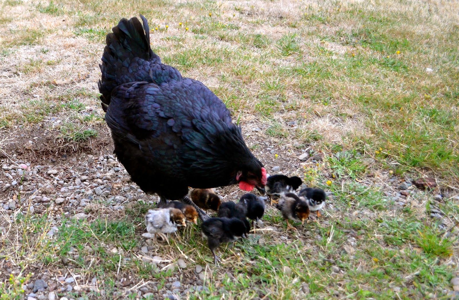 Good Gifts Farm: More Chickens, Fewer Roosters, and a Freezer-Full of ...