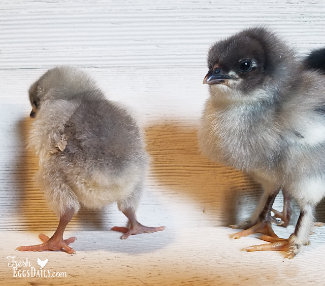 How to Prevent and Treat Pasty Butt in Baby Chicks - Fresh Eggs Daily ...