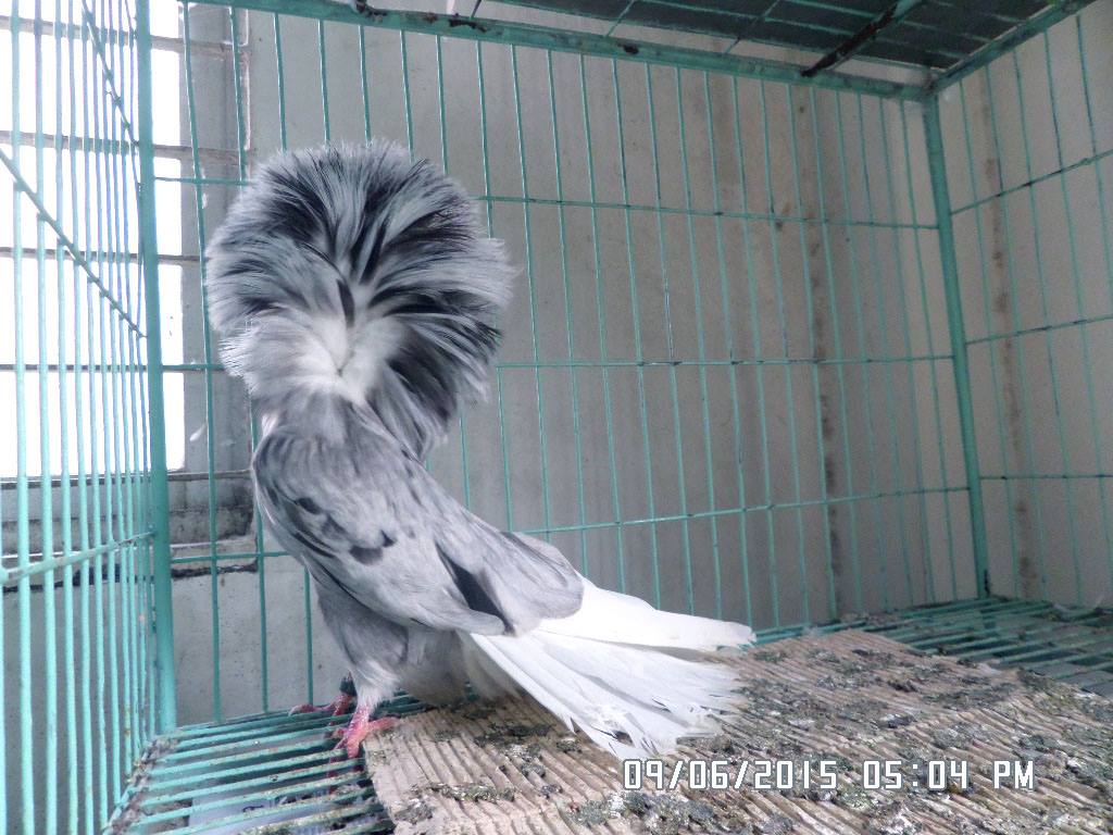 Fancy Pigeon : Jacobin