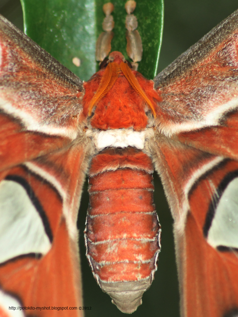 The Atlas moth (Attacus atlas), Sumatra Indonesia