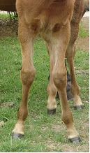 CABALLO SALUD: POTRO CARPUS VARUS COMO TRATARLO EXITOSAMENTE. DR HUGO ...