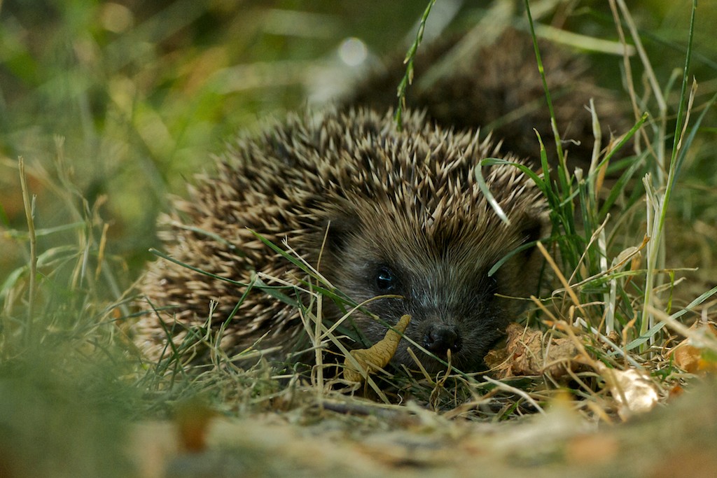 British Wildlife Centre ~ Keeper's Blog: Hedgehog; British National Emblem