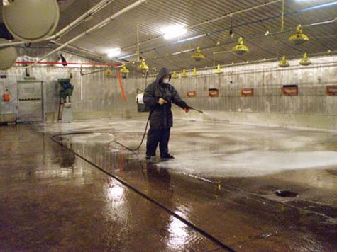 Cómo criar pollos: Preparación y recepción del Pollo bb