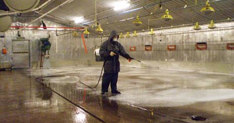 Cómo criar pollos: Preparación y recepción del Pollo bb