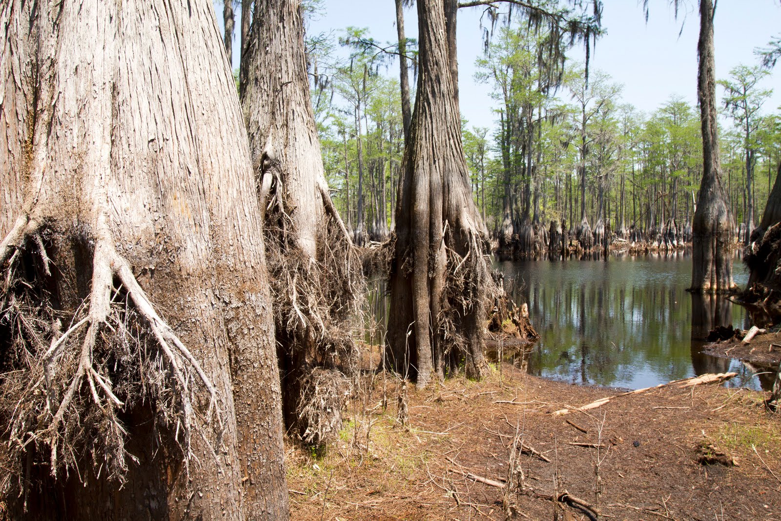 Flimsy Cups: Swamp Rat