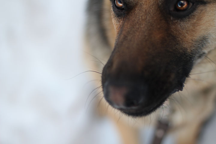 Max - German Shepherd