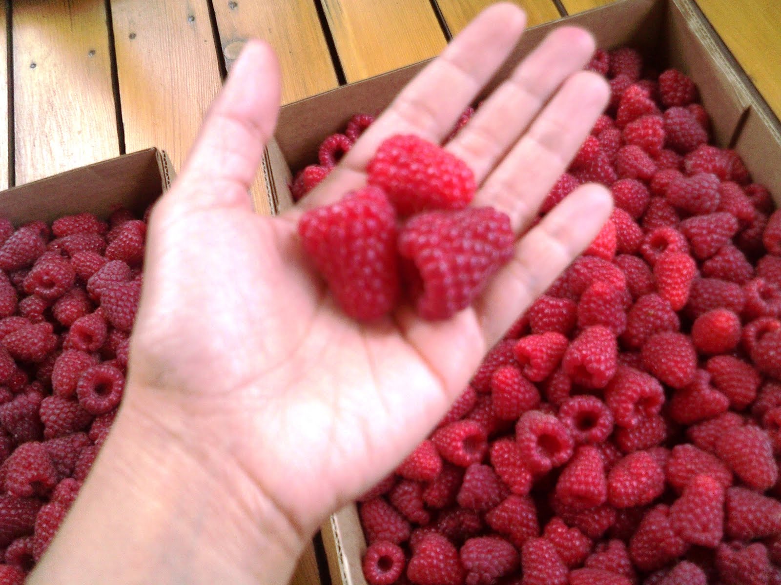 Let's Talk About It!: Berry Picking