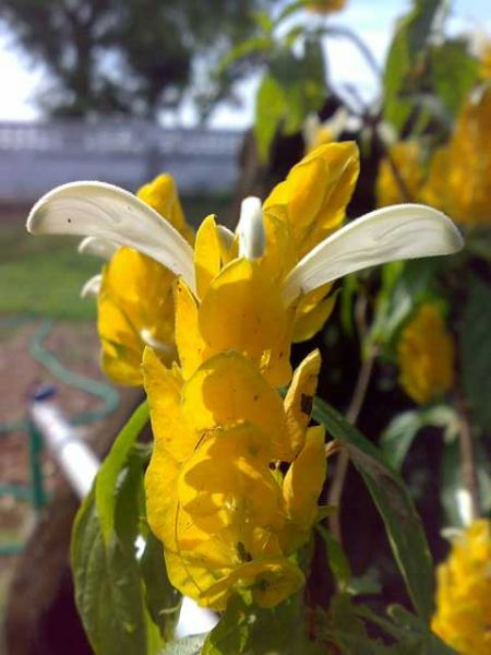 Apa Si Bunga Lilin Ber Hasiat lagi untuk pengobatan diare - Selalu Sehat