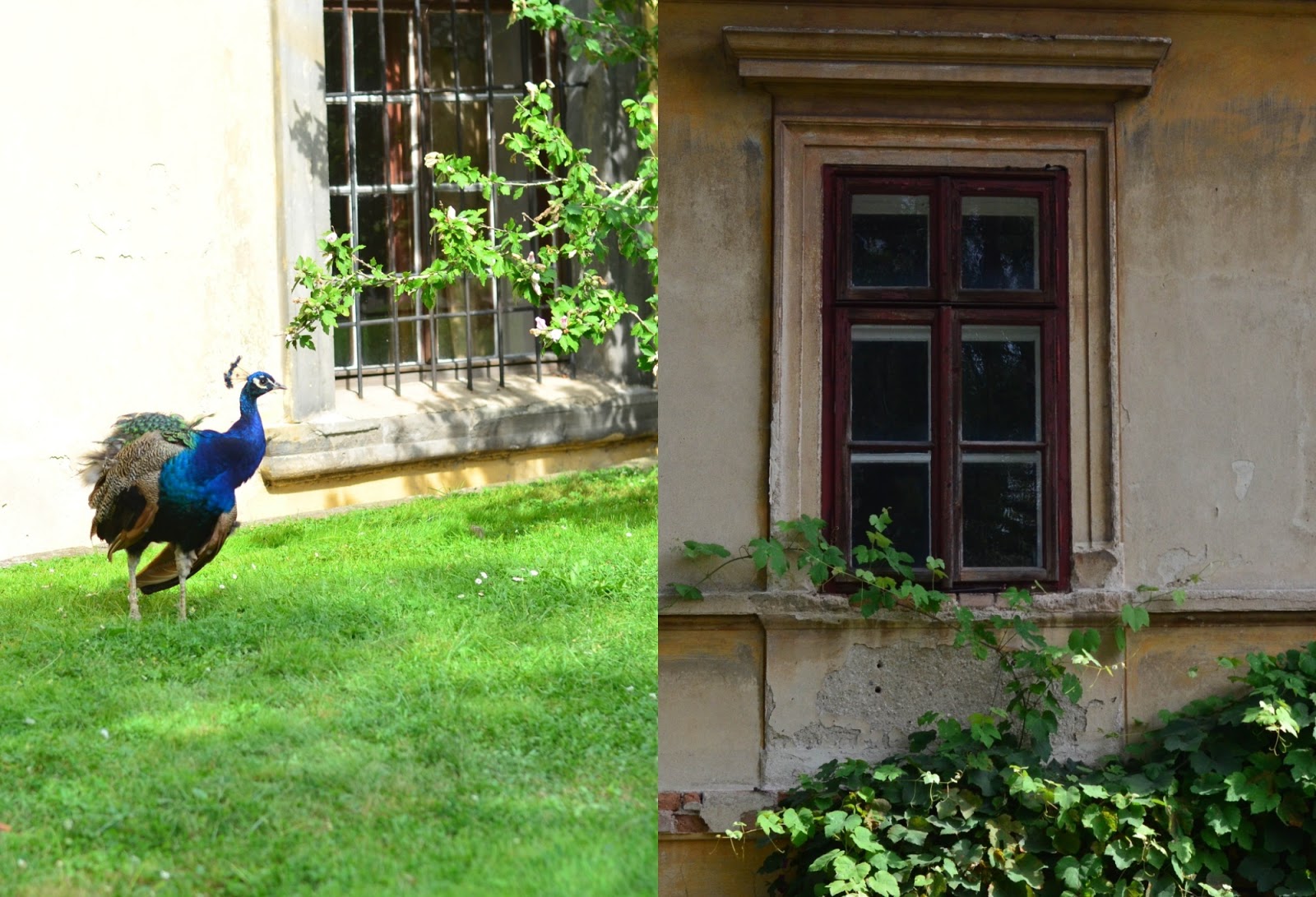 syroovka: ...v parku