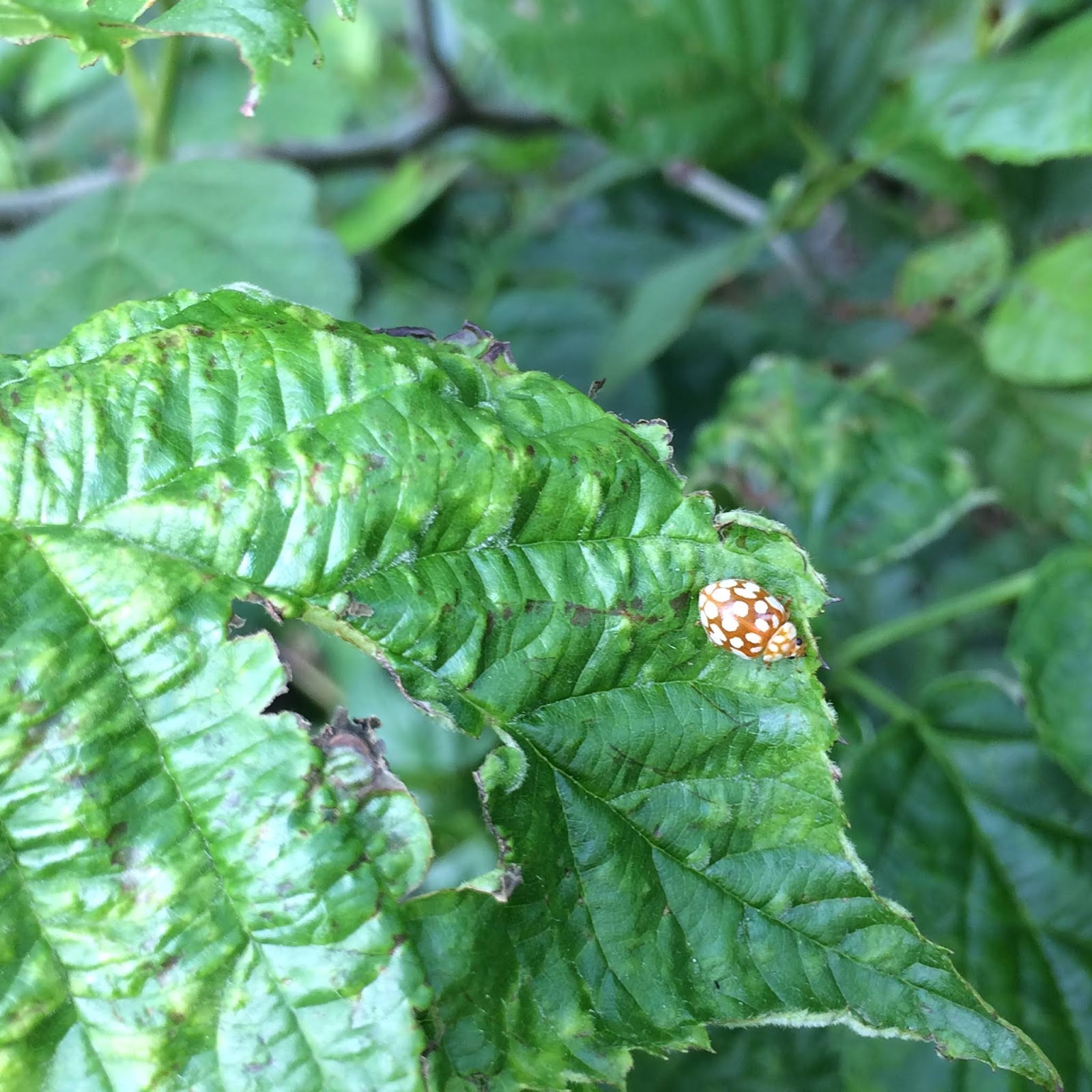 THE LAST VISIBLE DOG: Insects of Central Sweden - the first day