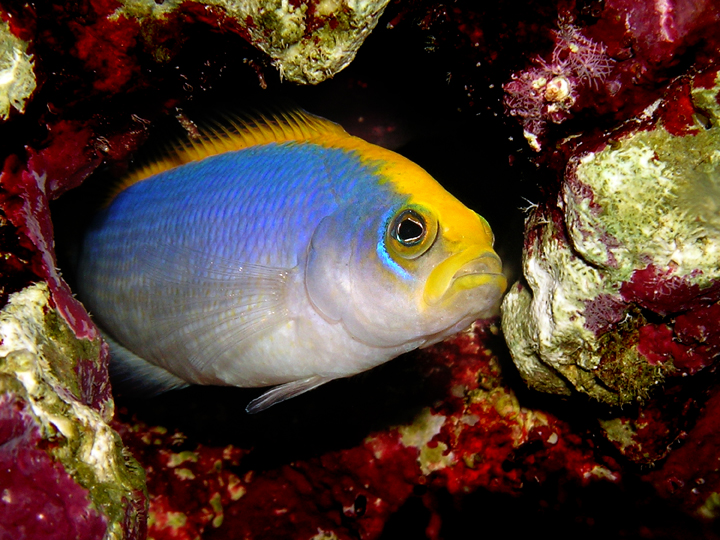 Fish Index: Sunrise Dottyback (Pseudochromis flavivertex)