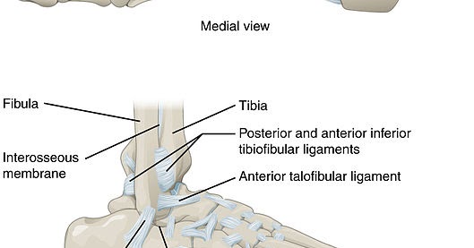 The Ultimate Guide To Trimalleolar Fracture Treatment
