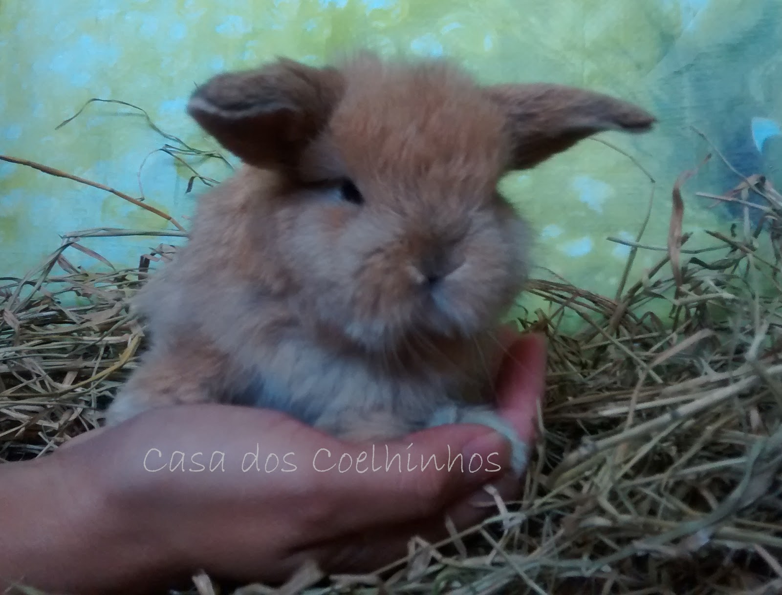 Mini Coelhos: Escolha seu Filhote