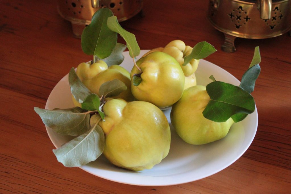 Towerwater Aan De Breede: Quinces in autumn