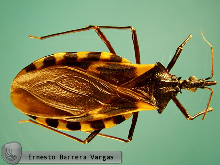 La chinche besucona y la enfermedad del sueño ¿lo sabías?