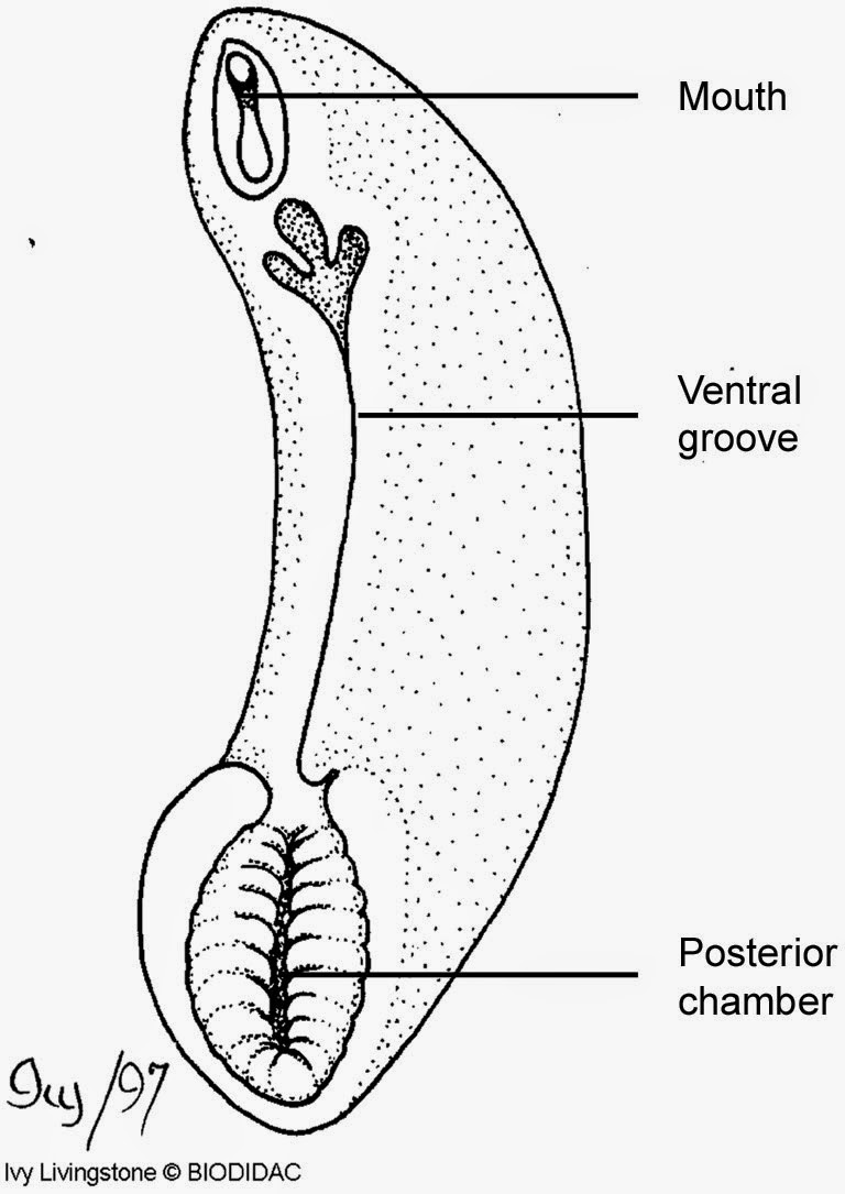 Phylum Mollusca: July 2014