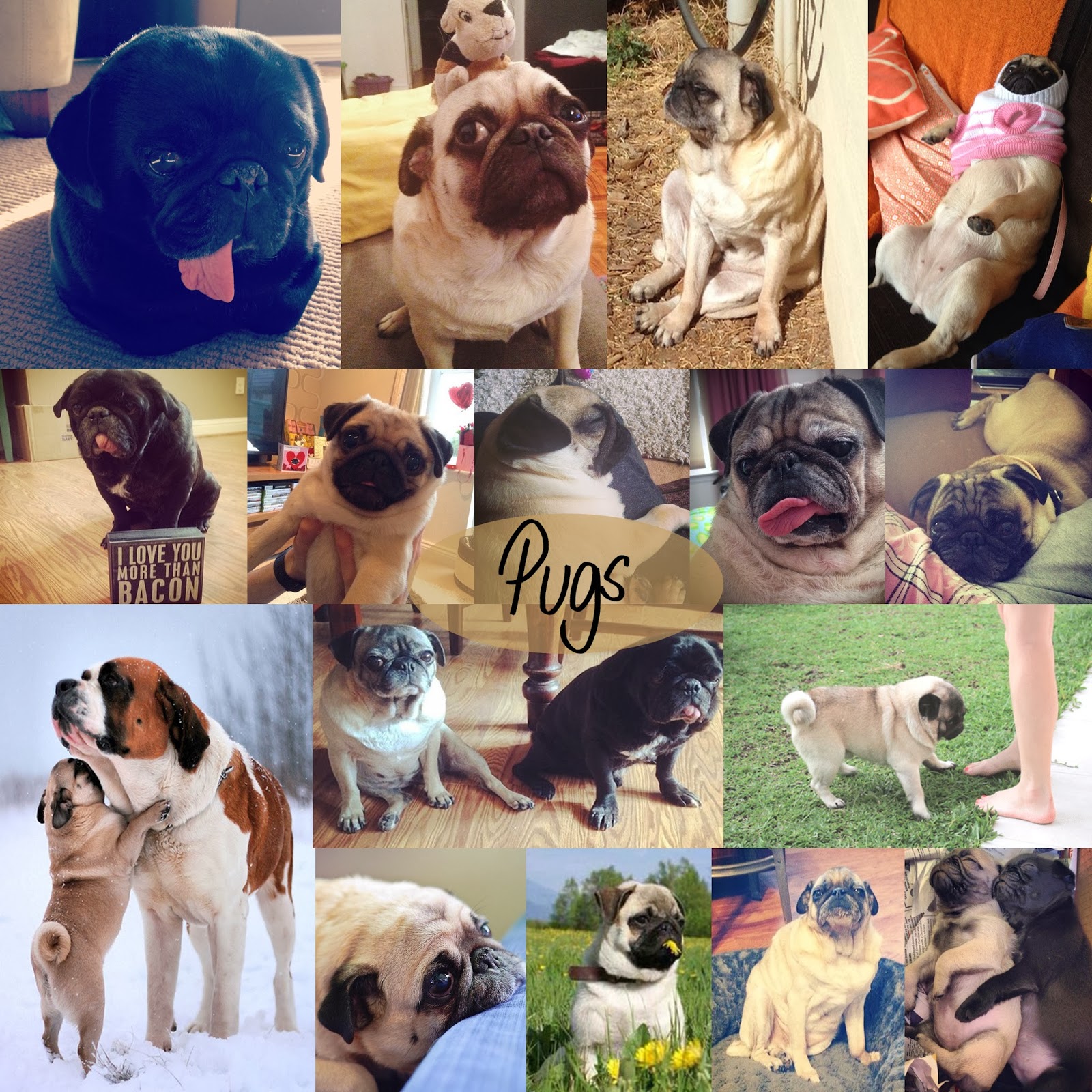 Animation Blog: [YEAR 2] Show Reel Development - Animal Character ...