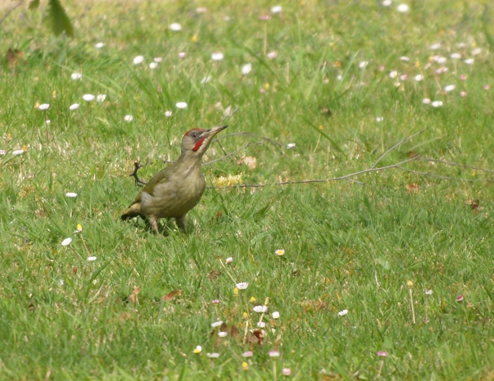 Fotografiando mi Mundo: Pito Real. Nuevas fotos del 5 de abril de 2012