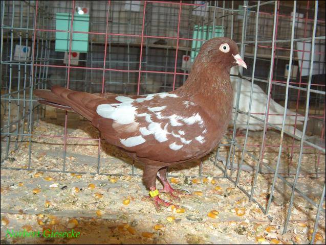Dutch Highflyer pigeons ( Nederlandse Hoogvlieger ) - Pigeons fall