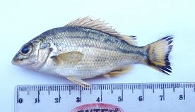 Sumberdaya Perairan Untuk Indonesia Berjaya: Mengenal ikan endemik ...