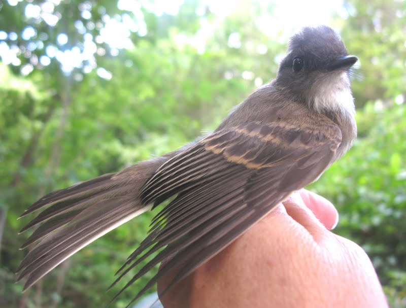 Cape Cod Bander: End of July and Fall migration
