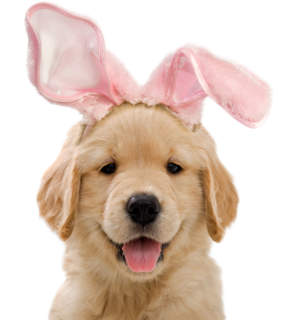 Todo PNG: Perritos PNG