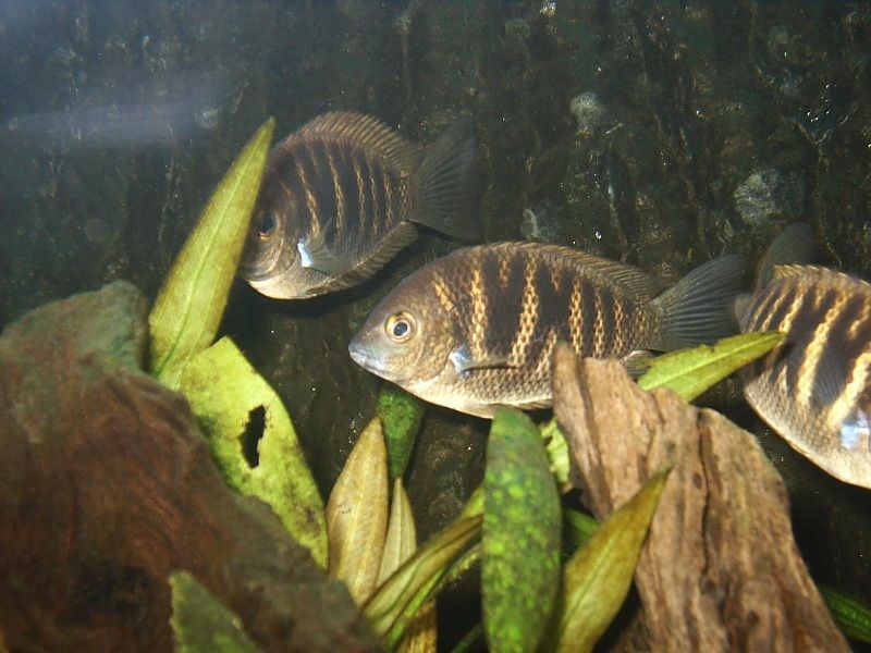 Ikan Etropes Hijau (Banded Chromide, Green Chromide) - cara ternak ikan