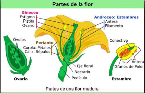 Geografía - Sociología: Partes de la flor