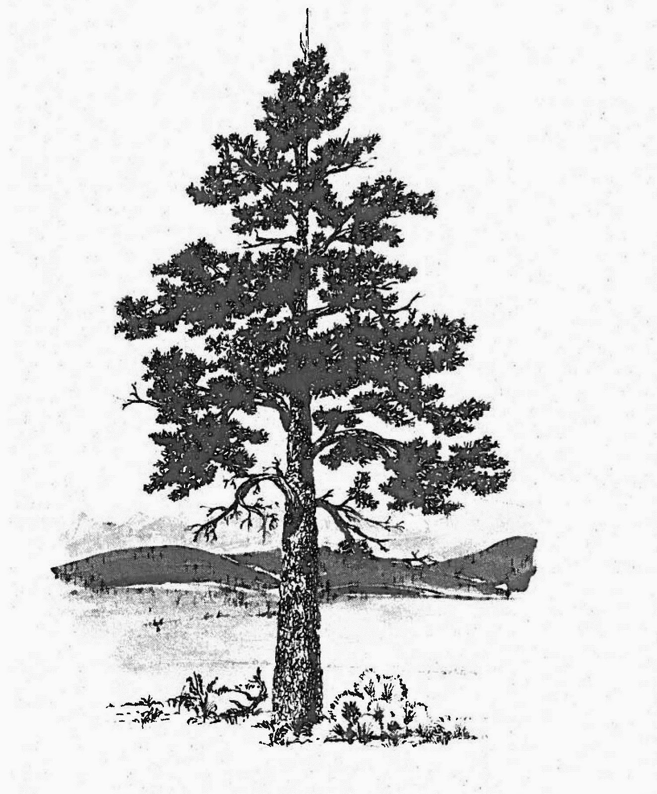 Along the Oregon Trail in Baker County, Oregon: The Lone Pine Tree