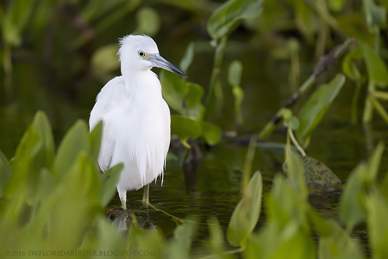 SWFloridabirder: CREW Bird Rookery Swamp