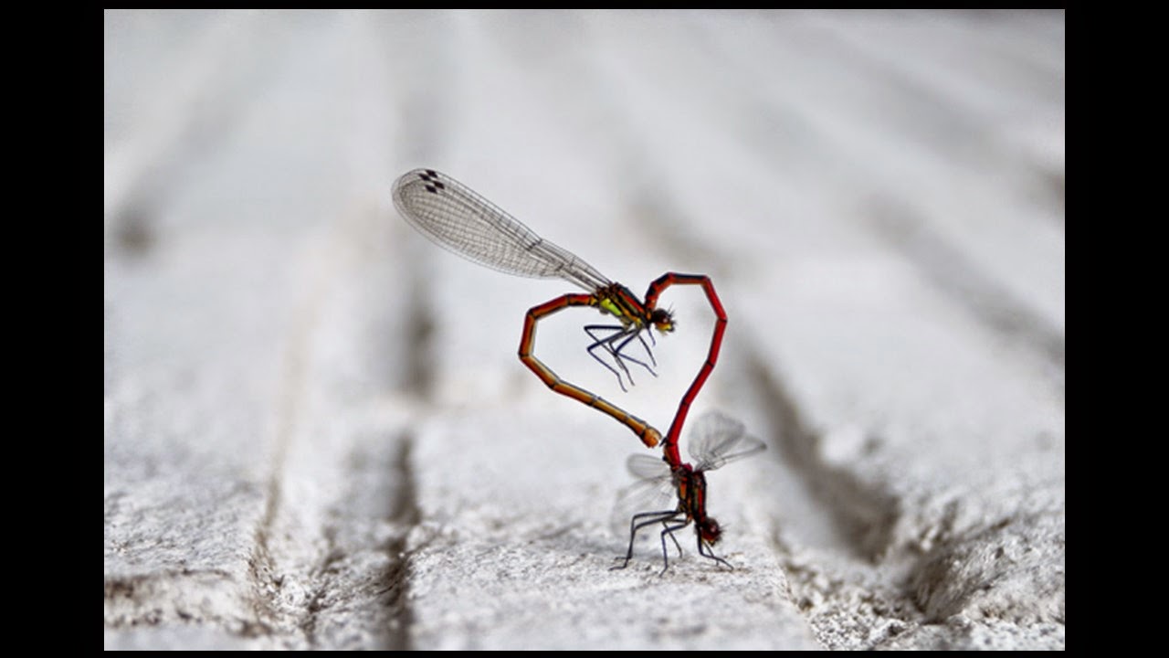Le labo d'Anissa - SVT: Chapitre 1 : Reproduction sexuée des êtres ...