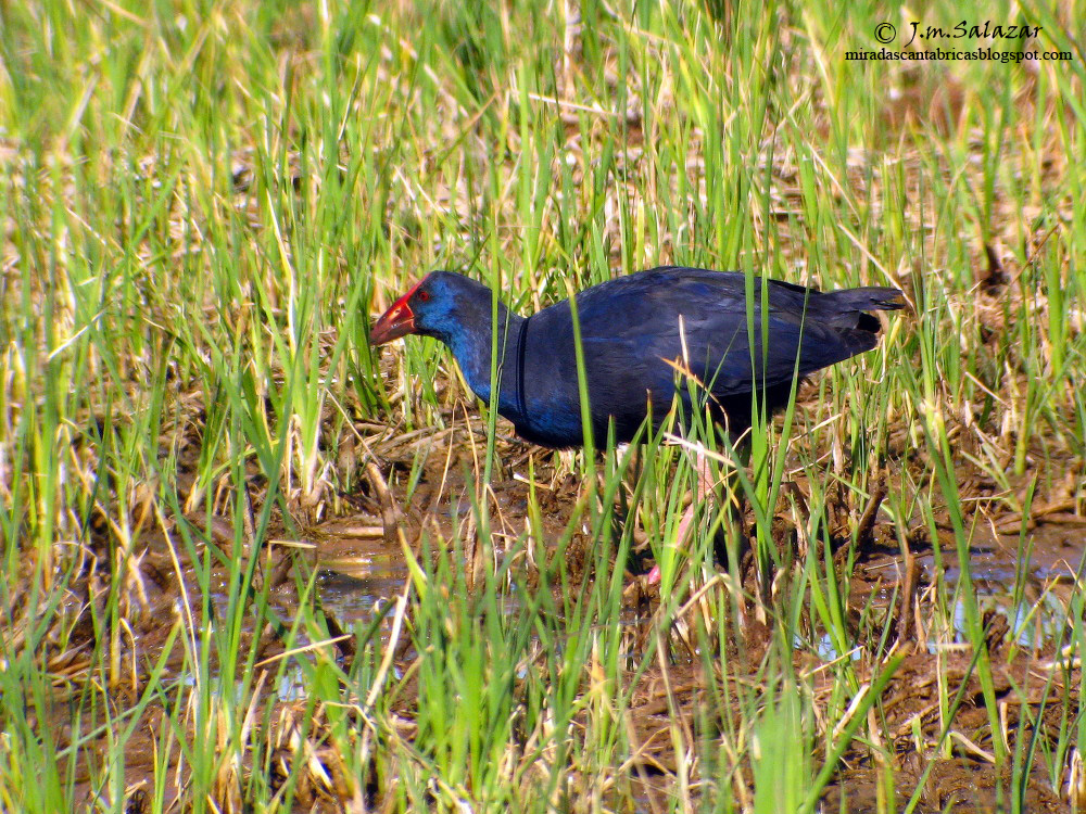 Miradas Cantábricas: El Calamón común