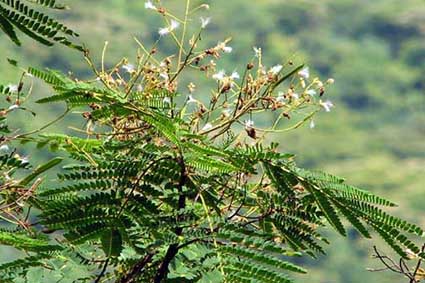 Sengon (Paraserianthes falcataria) - Tanaman Hias Lanskap
